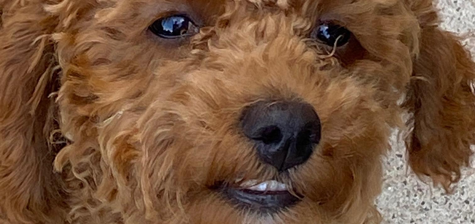 GiveSendGo - Ezekiel ‘Zeke’ Henry Carter: The Leader in Freedom ...