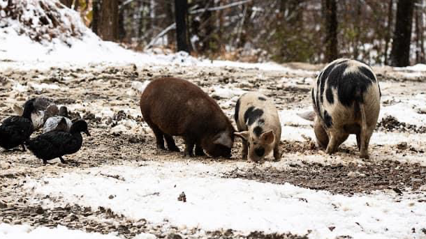 GiveSendGo - Stand With Slate Ridge: The Leader in Freedom Fundraising.