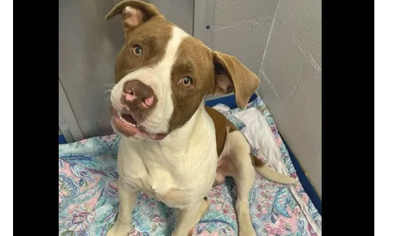 GiveSendGo - Supporting the Poston Family dog: The Leader in Freedom ...