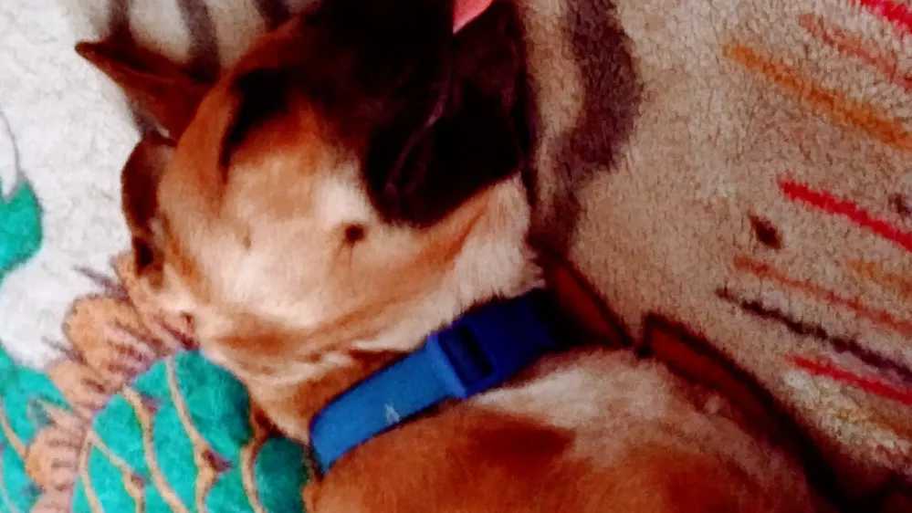 GiveSendGo - Lady bugs surgery: The Leader in Freedom Fundraising.