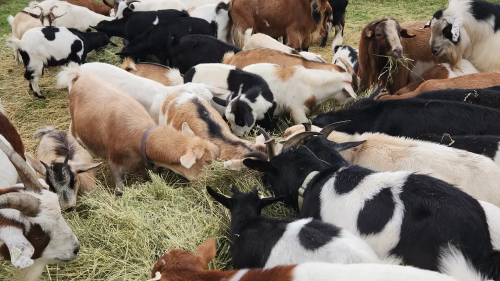 GiveSendGo - Save the Goats: The Leader in Freedom Fundraising.