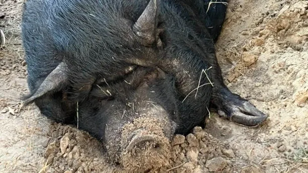 GiveSendGo - : The Leader in Freedom Fundraising.