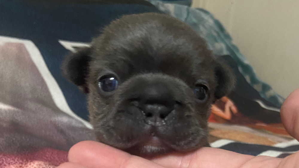 GiveSendGo - Cleft Palate Surgery for Frenchie: The #1 Free Christian ...