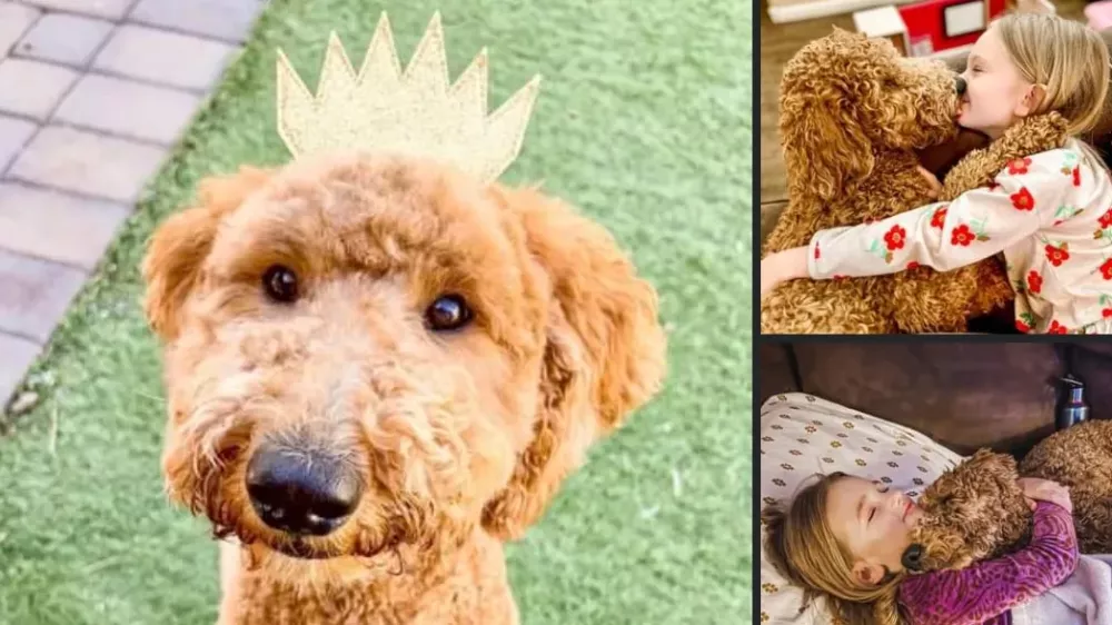 GiveSendGo - Saving Libby Girl: The Leader in Freedom Fundraising.