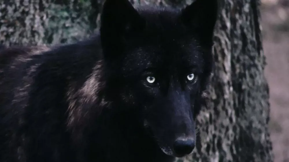 GiveSendGo - Marcus O'Boyle family: The #1 Free Christian Fundraising Site.