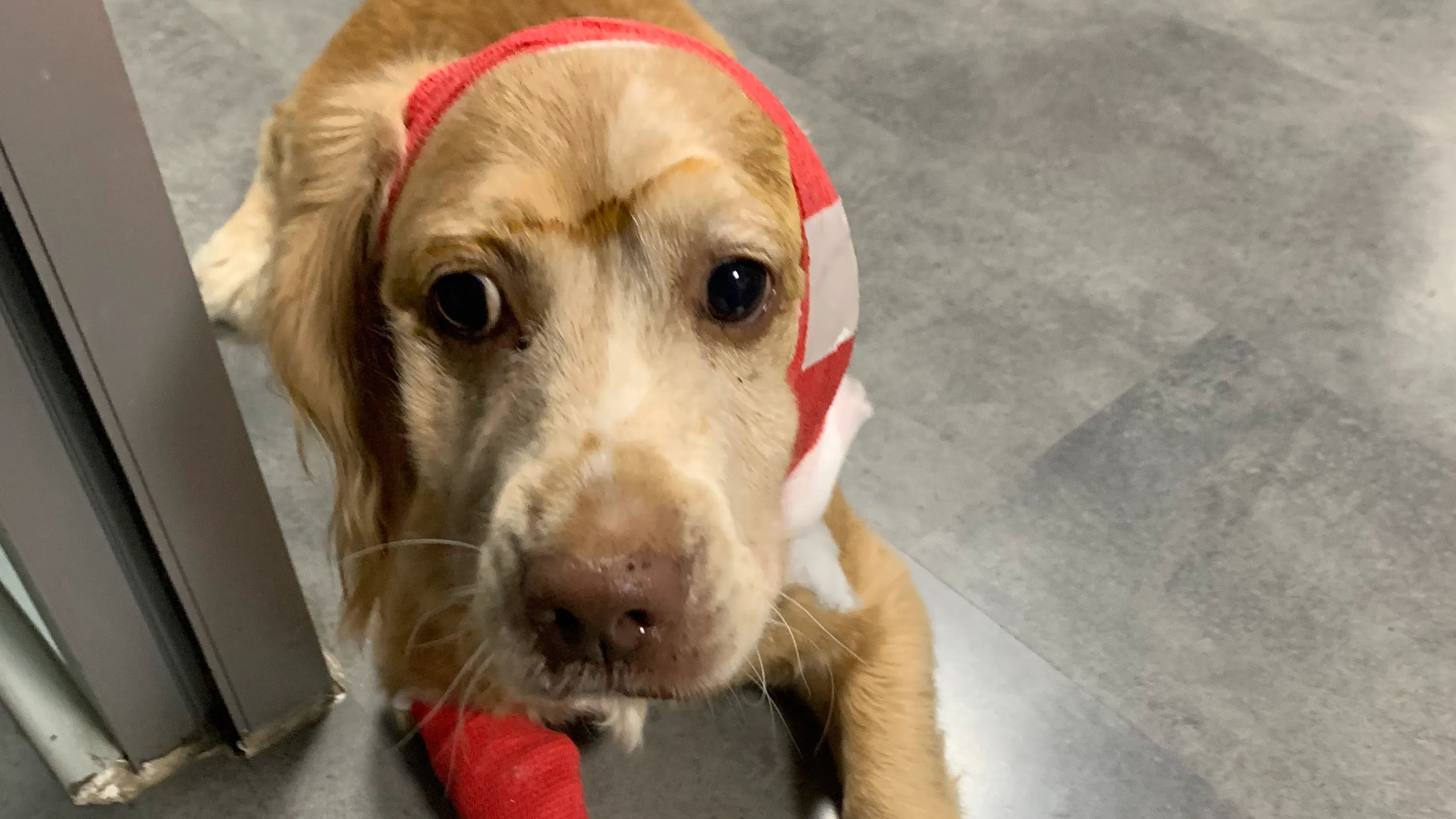 GiveSendGo - Support My Dog Sam: The #1 Free Christian Fundraising Site.