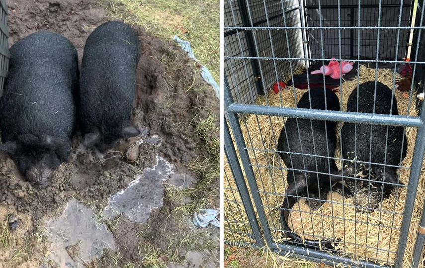 GiveSendGo - Help Rescued Senior Pigs Receive Medical Care: The Leader ...