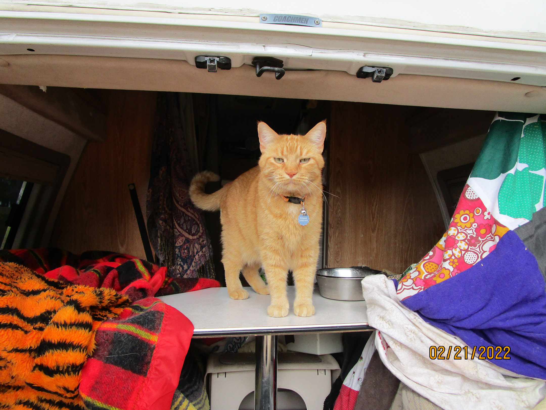 GiveSendGo - Van Life Cat Lady and My Cat Family: The #1 Free Christian ...